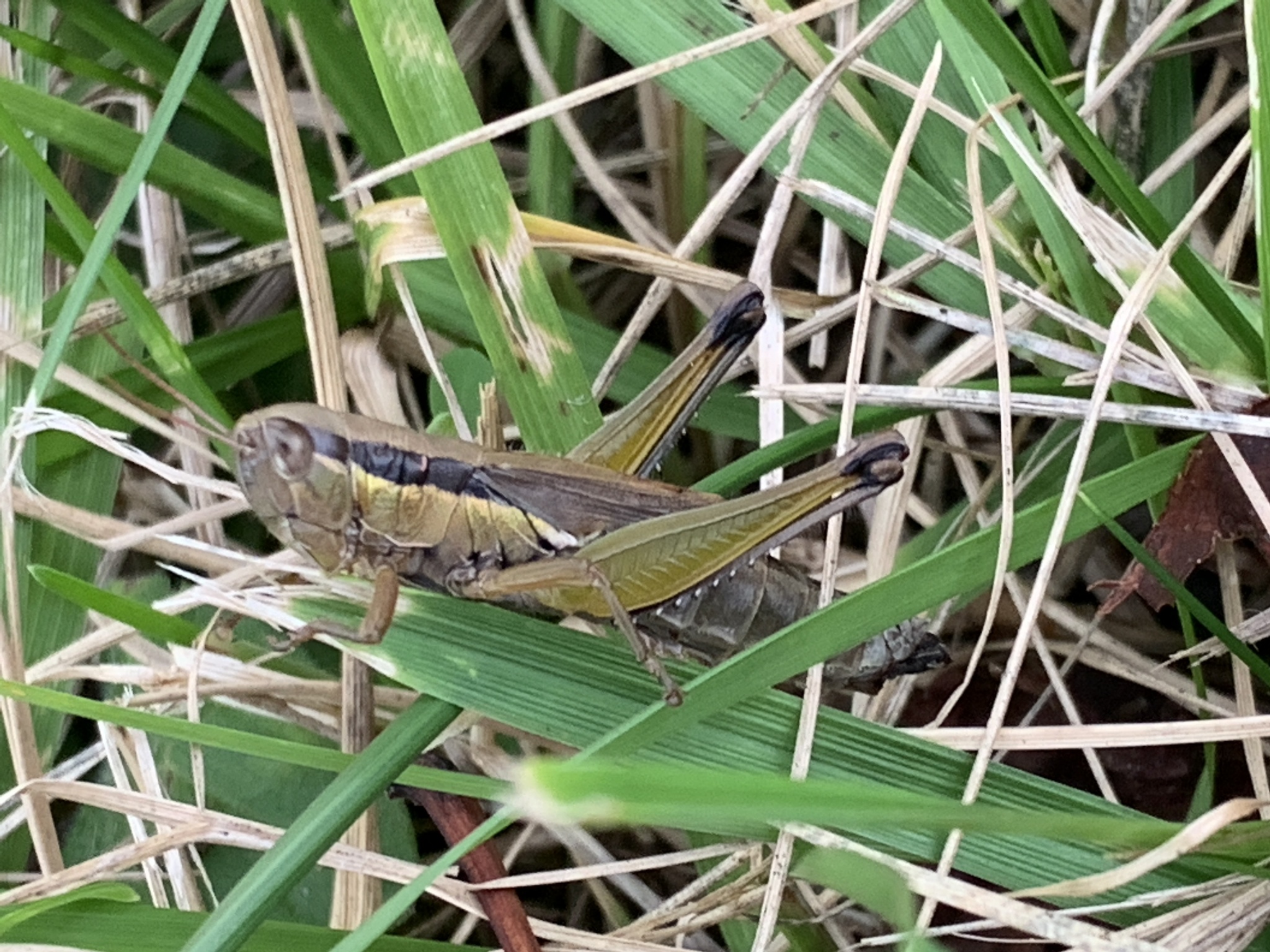 Oxya velox (Fabricius, 1787)