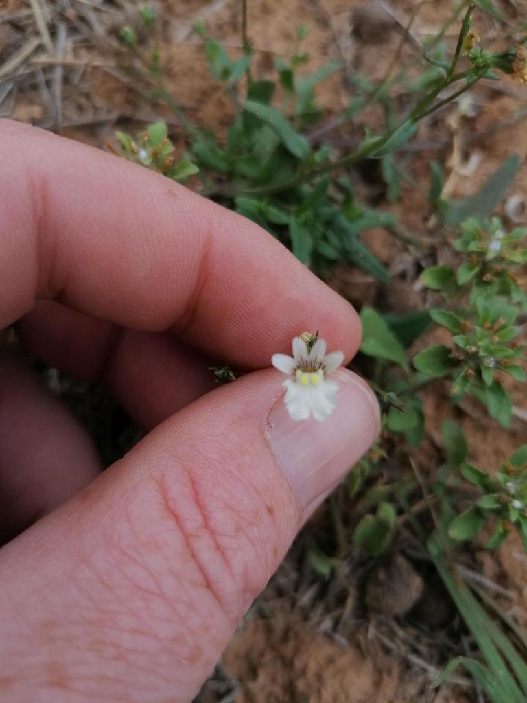 Nemesia fourcadei from Cacadu, Eastern Cape, South Africa on October 23 ...
