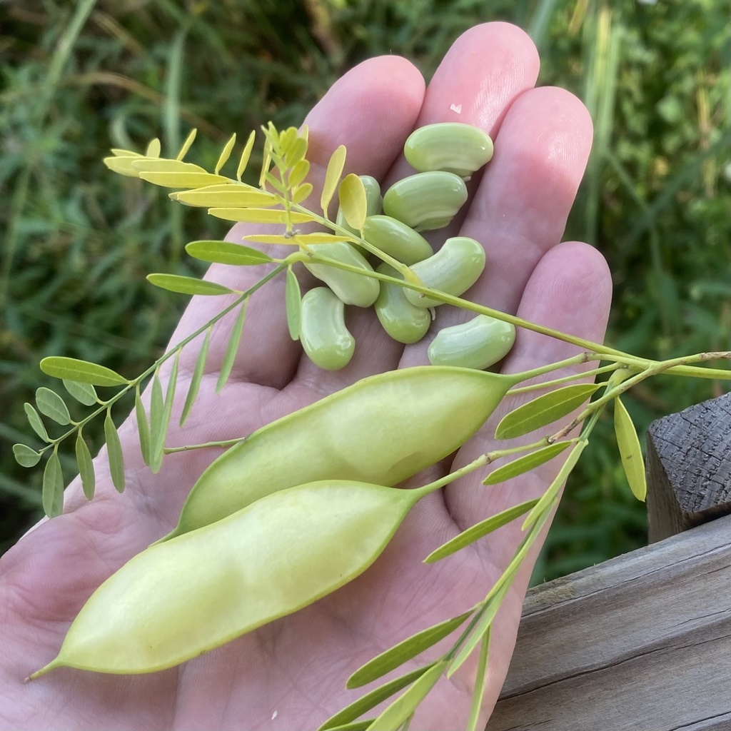Bladder Pod from Gulf State Park, Orange Beach, AL, US on October 11 ...