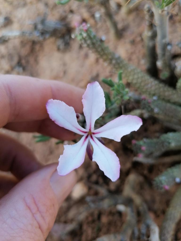 kambroo in October 2021 by Bionerds · iNaturalist