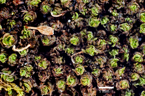 Macromitrium brevicaule · iNaturalist