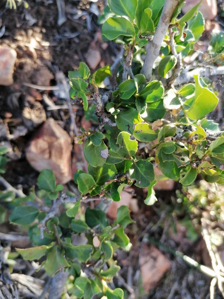 Thorn Pears from Cacadu, Eastern Cape, South Africa on October 23, 2021 ...