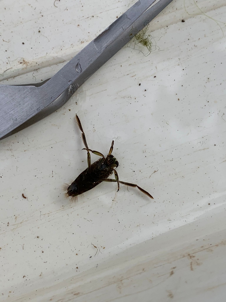 Notonecta canariensis (Tenerife Hemiptera) · iNaturalist