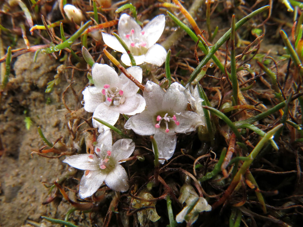 (Montia angustifolia) - Botanical Realm