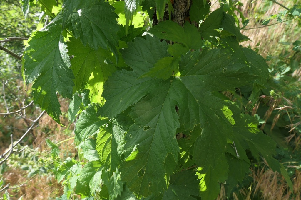 common hops in July 2019 by christian_nunes · iNaturalist