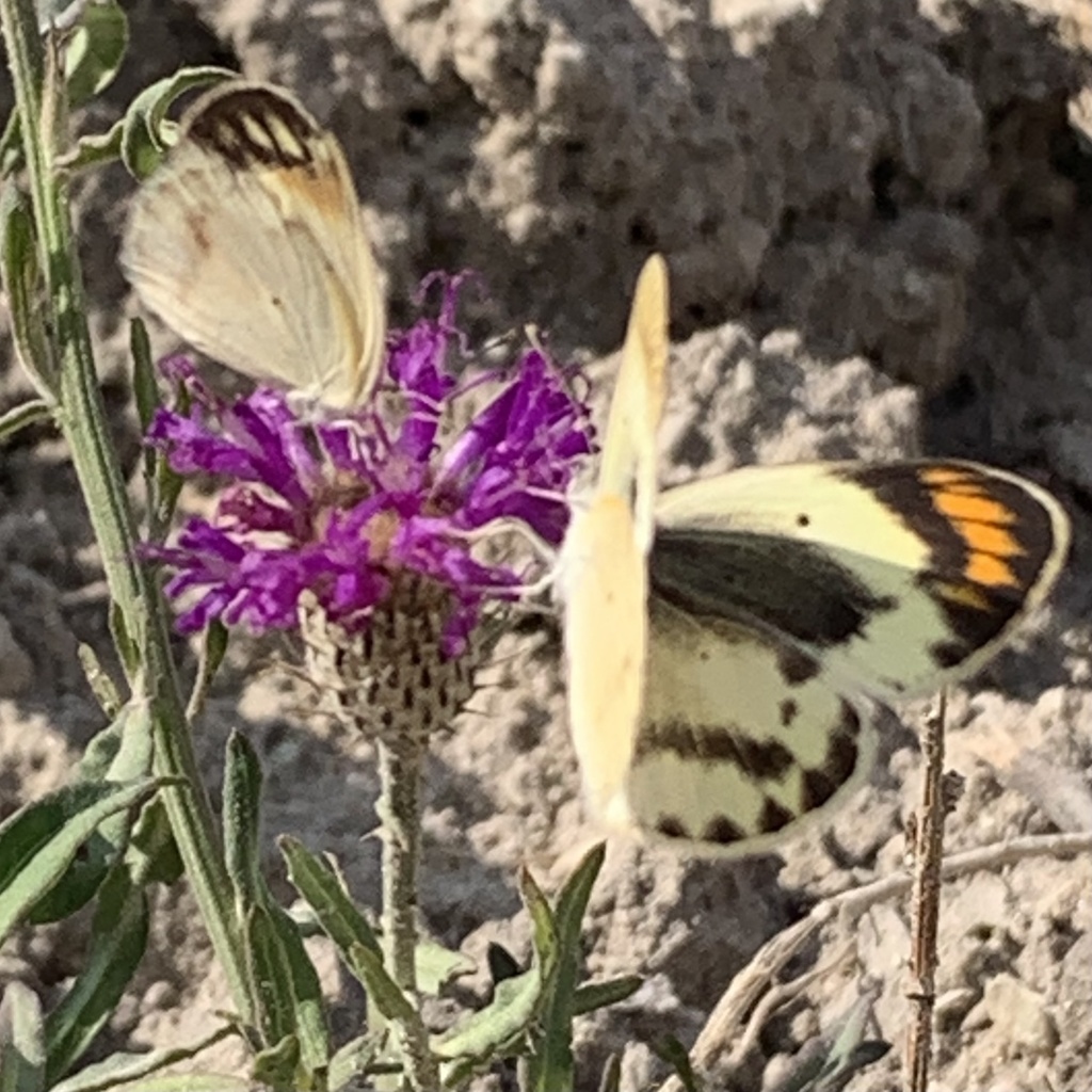 Round-winged Orange Tip from North-West, BW on October 31, 2021 at 03: ...