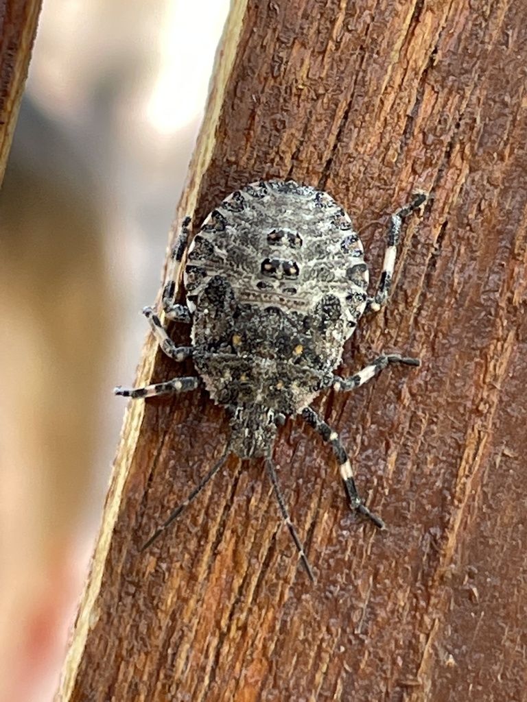 Four-humped Stink Bug in October 2021 by KGTEY · iNaturalist