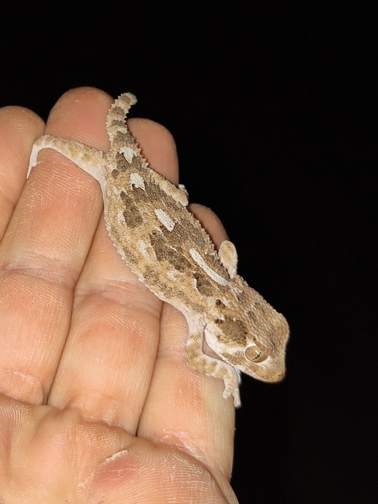 Helmethead Gecko in October 2021 by Laurent Barthe · iNaturalist
