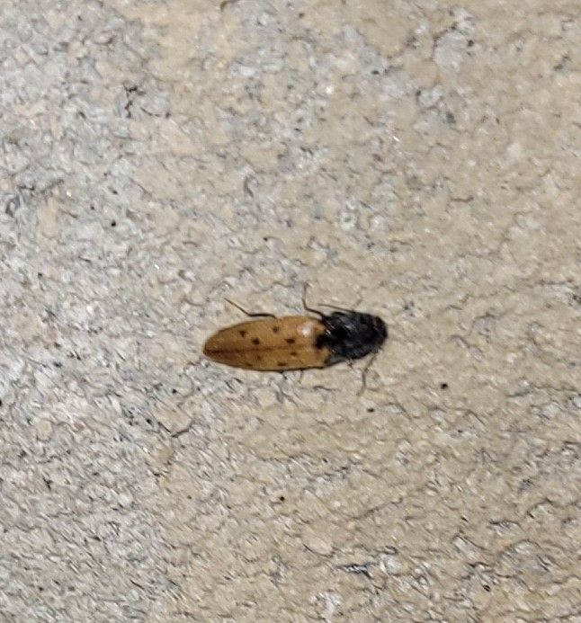 Conoderus scalaris from Carangola, Petrópolis - RJ, Brasil on August 9 ...