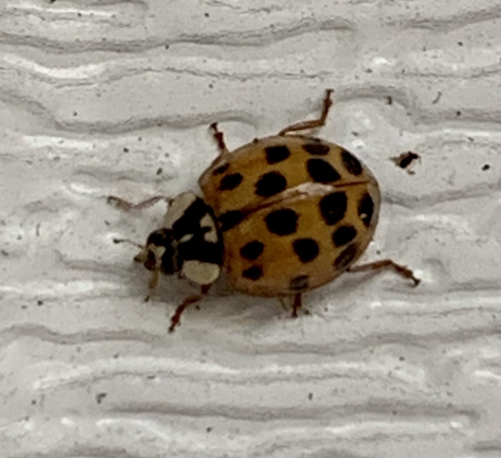 Asian Lady Beetle from Goodhue Rd, Derry, NH, US on October 31, 2021 at ...