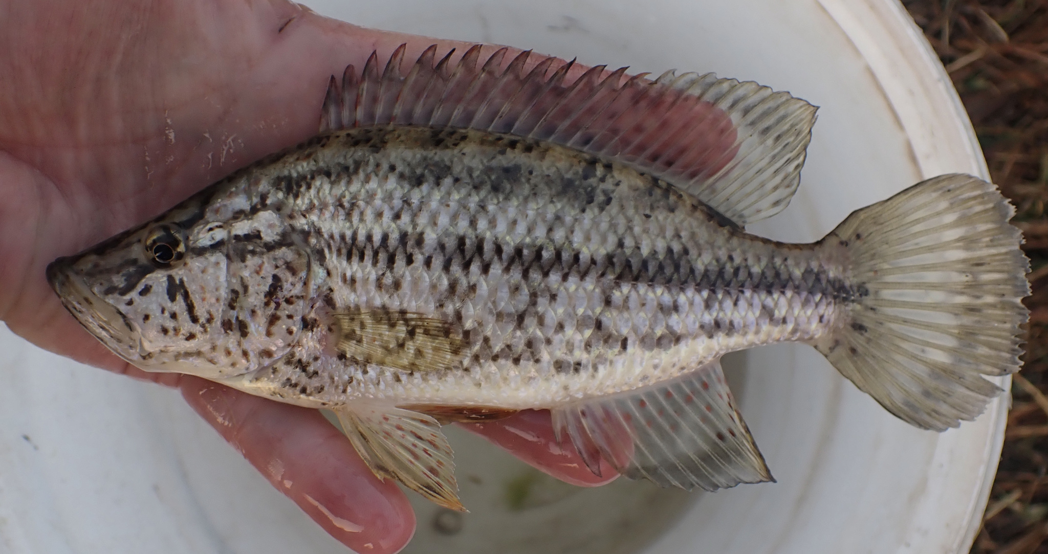 Serranochromis angusticeps (Boulenger, 1907)