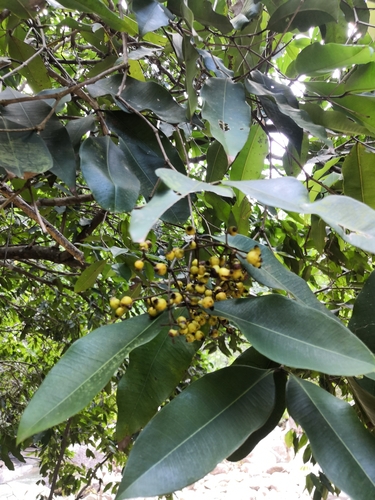 Calyptranthes pendula · NaturaLista Colombia