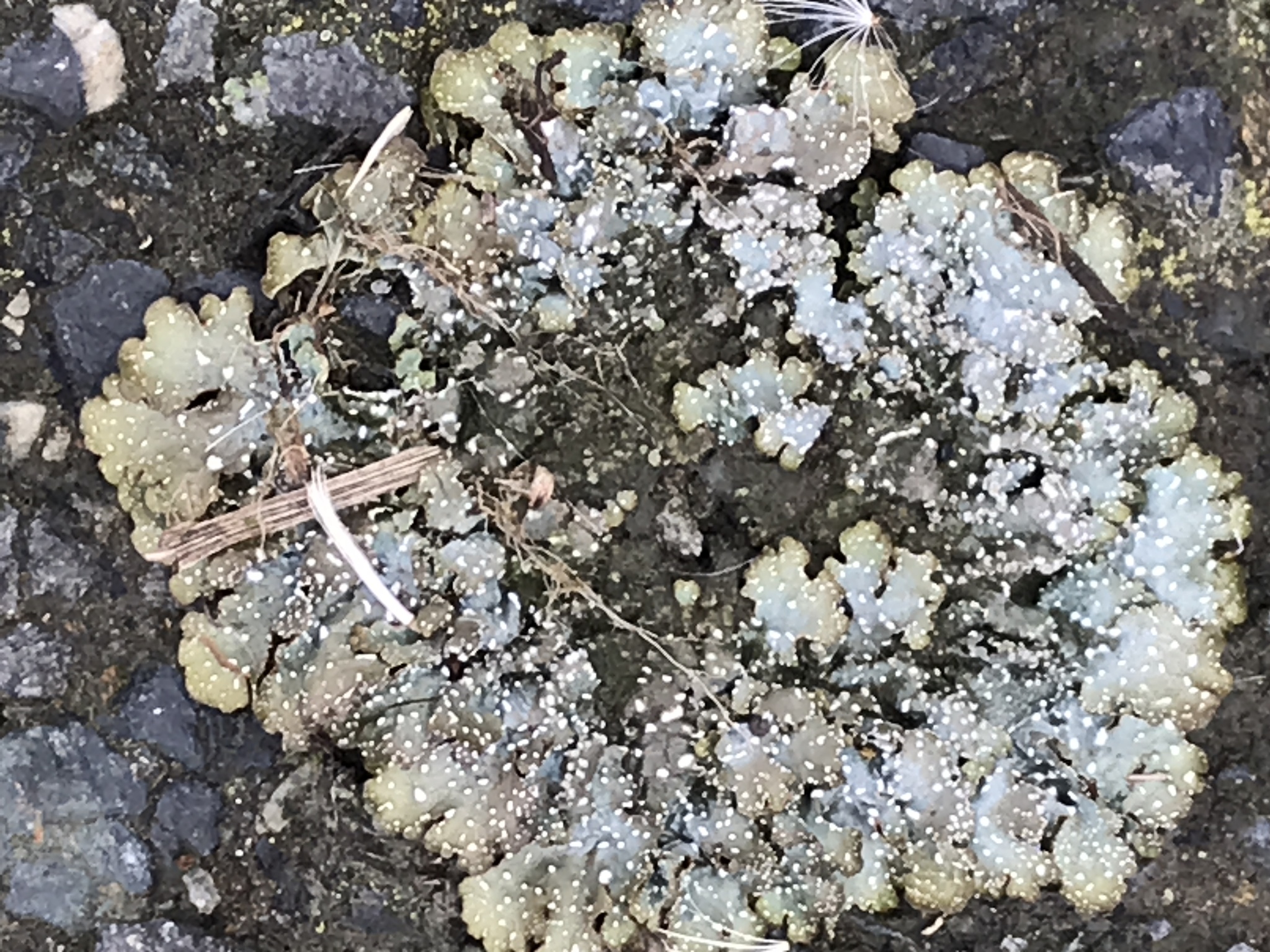 Punctelia stictica (Delise ex Daby) Krog