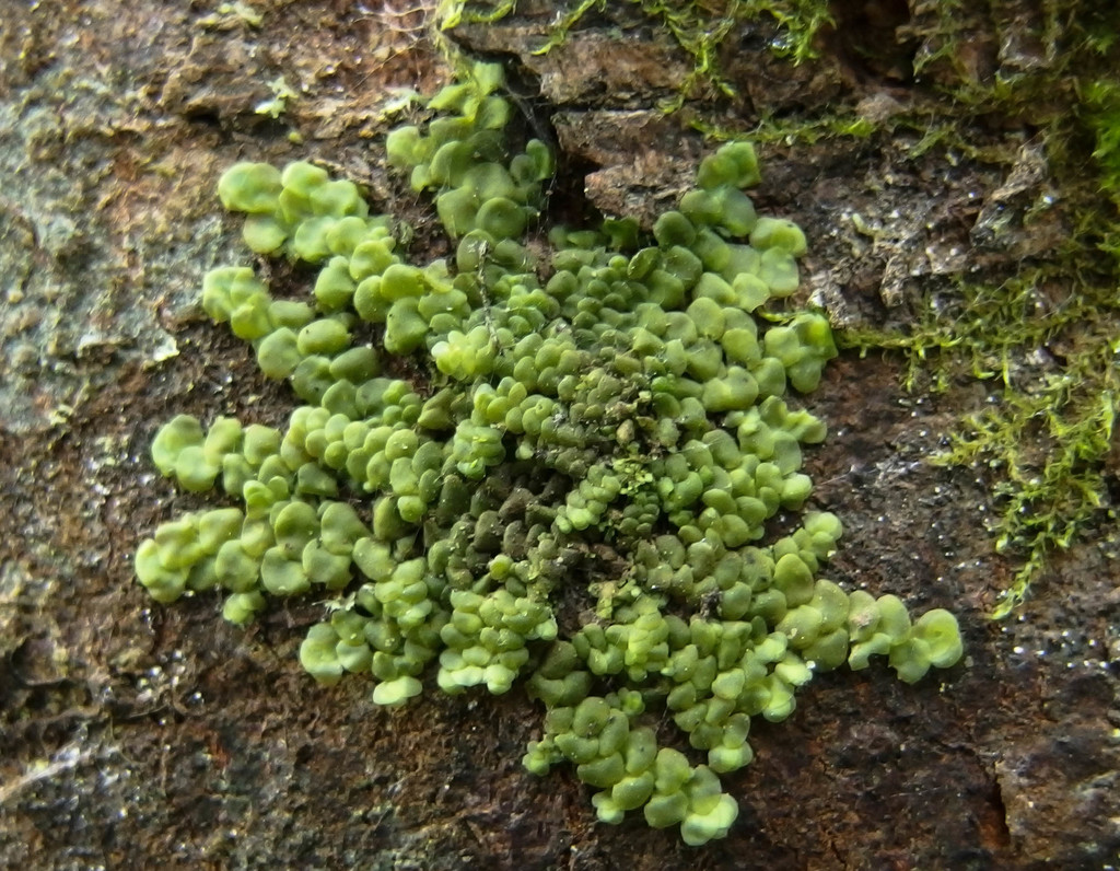 leafy and simple thalloid liverworts (Jungermanniopsida) - Botanical Realm