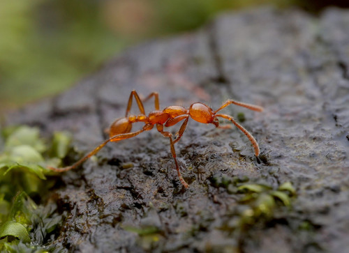 Neivamyrmex curvinotus · iNaturalist