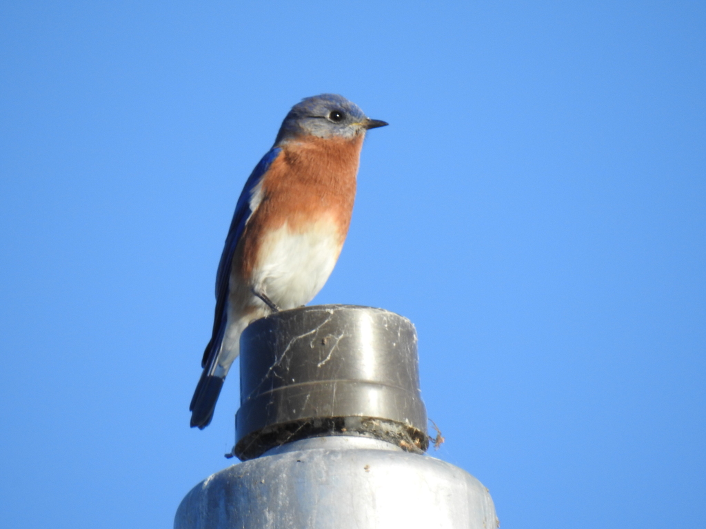 Eastern Bluebird from Lewisville, TX, USA on October 31, 2021 at 09:24 ...