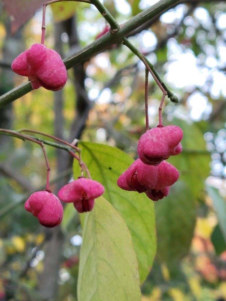 Wahoo (Shrubs of Appalachia) · iNaturalist
