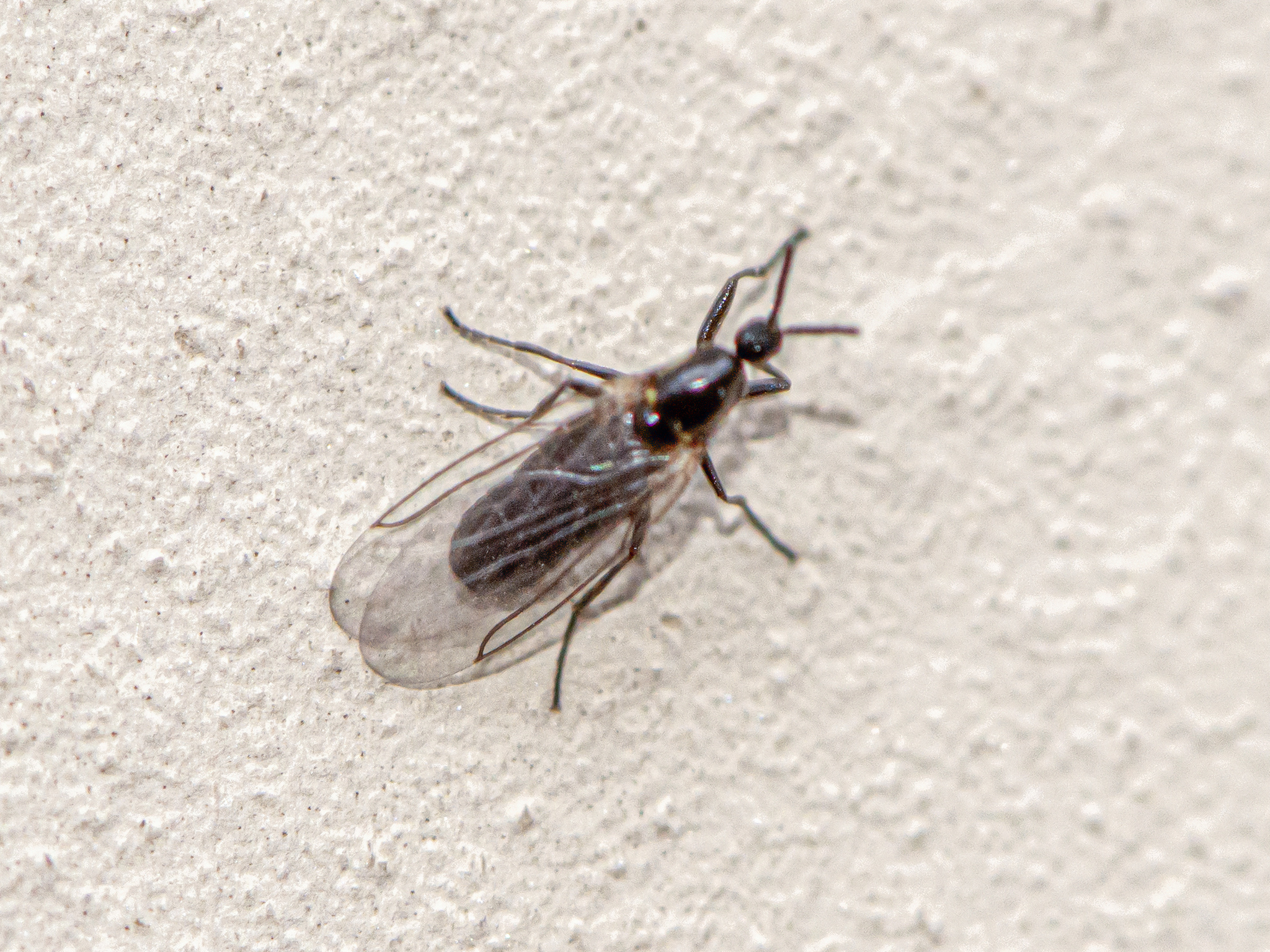 Scatopse notata (Linnaeus, 1758)