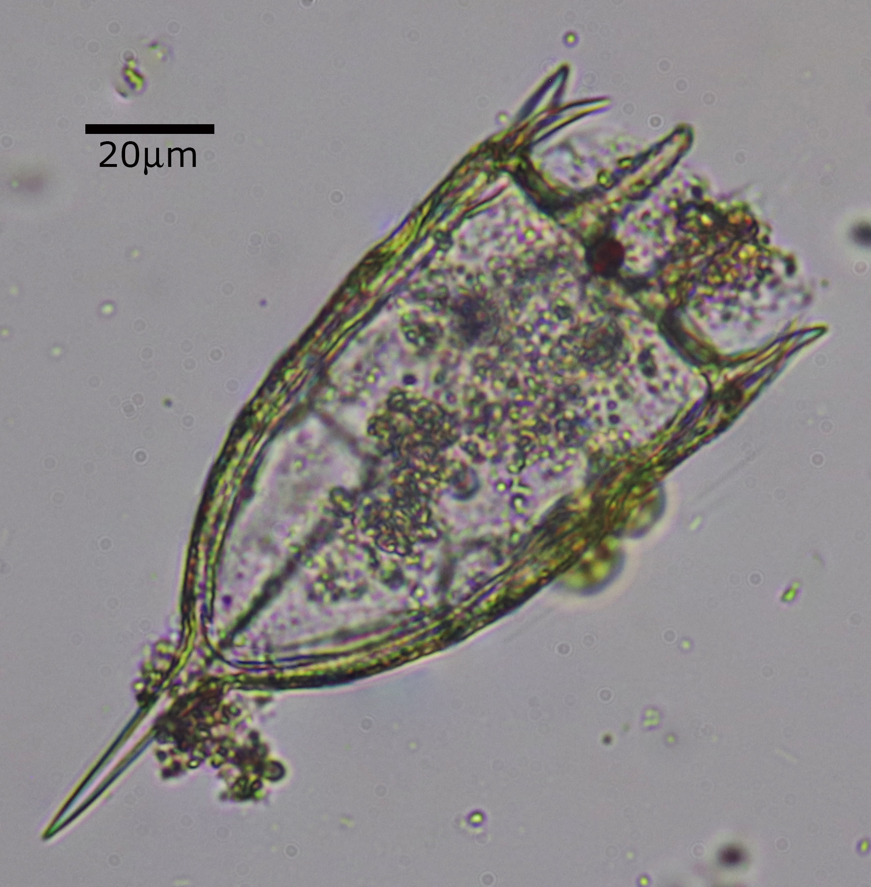 Keratella cochlearis (Gosse, 1851)