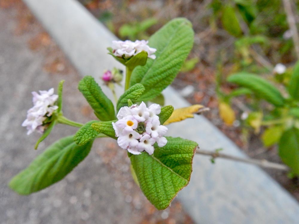 Button Sage (Lantana involucrata) - Botanical Realm