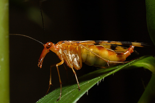 Scorpionflies (Arthropods of Rosewood Nature Study Area) · iNaturalist