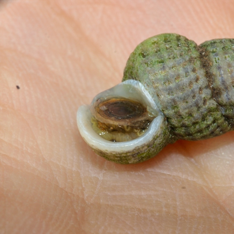 Cerithidea moerchii (A.Adams, 1855)