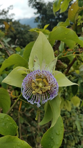 Variety Passiflora platyloba platyloba · iNaturalist