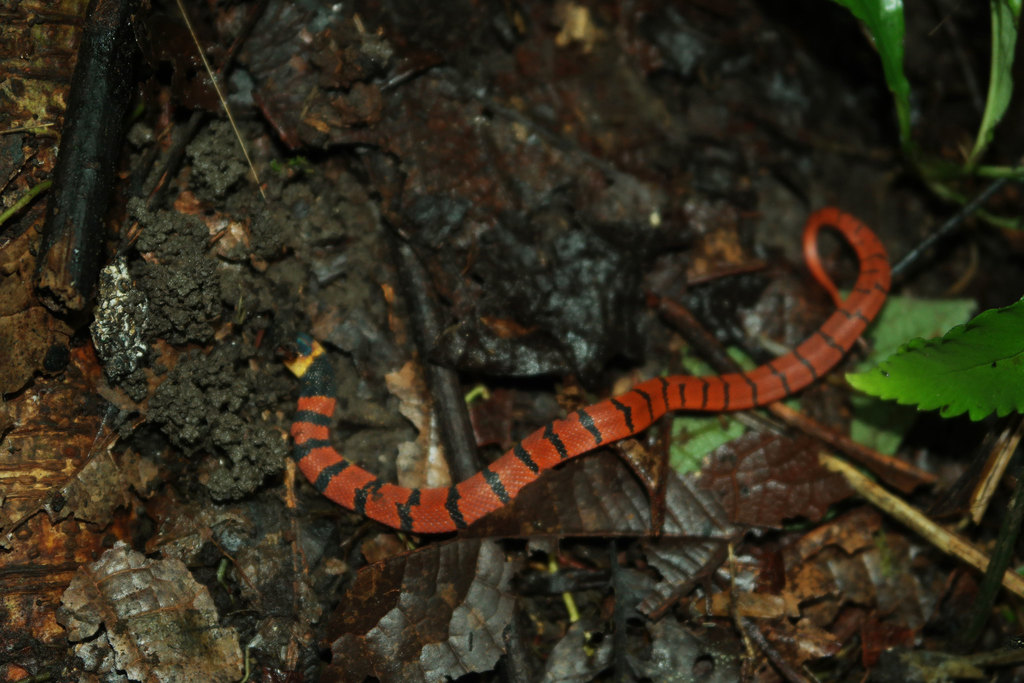 Red Coffee Snake from playón de la noria chiapas on December 15, 2014 ...