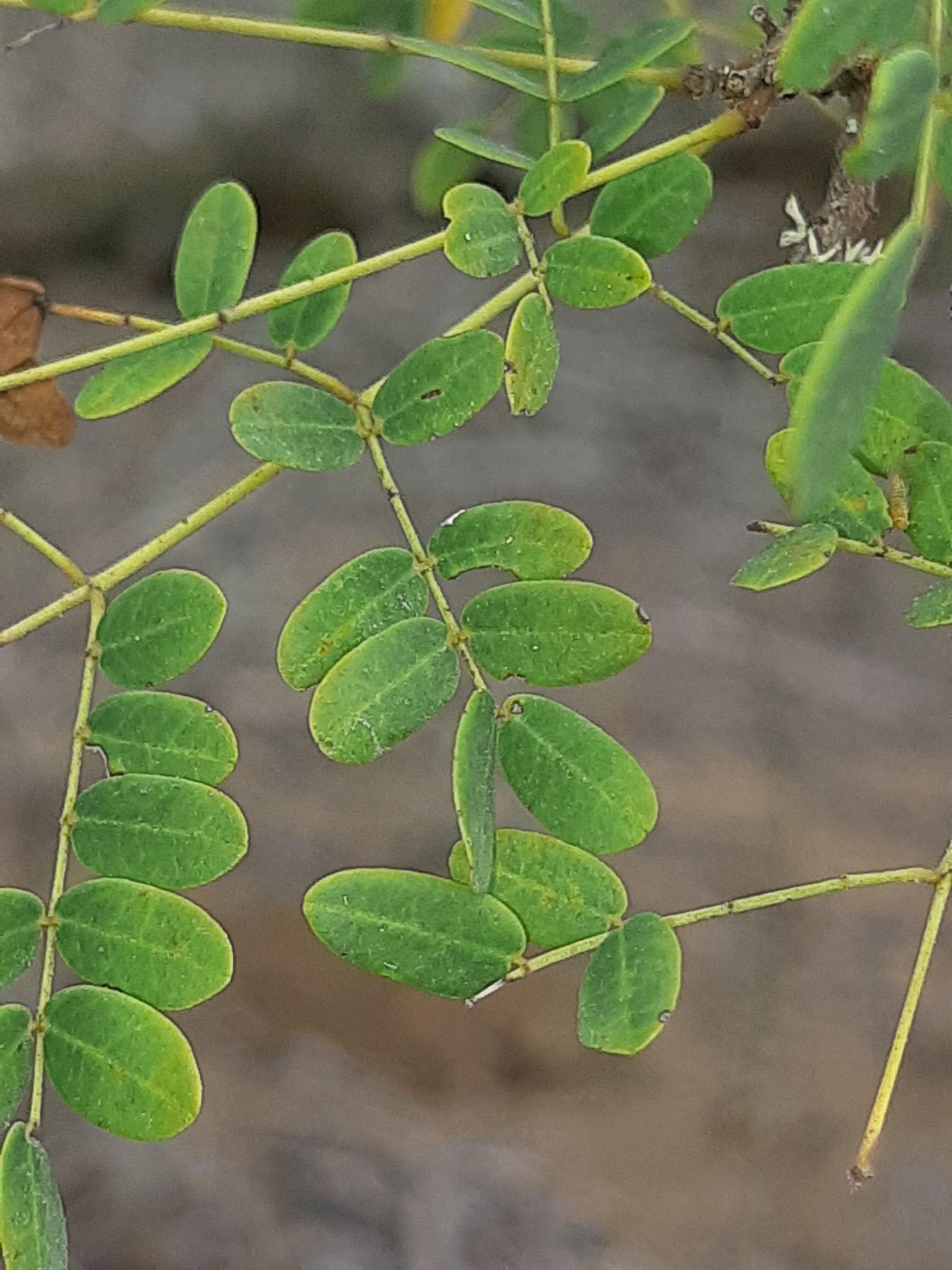 Libidibia glabrata (Kunth) C.Cast. & G.P.Lewis