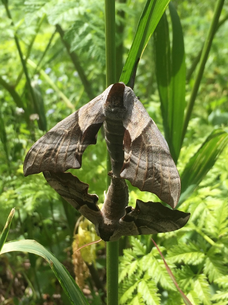Southwestern Eyed Sphinx in April 2018 by Amy. Moths in love · iNaturalist