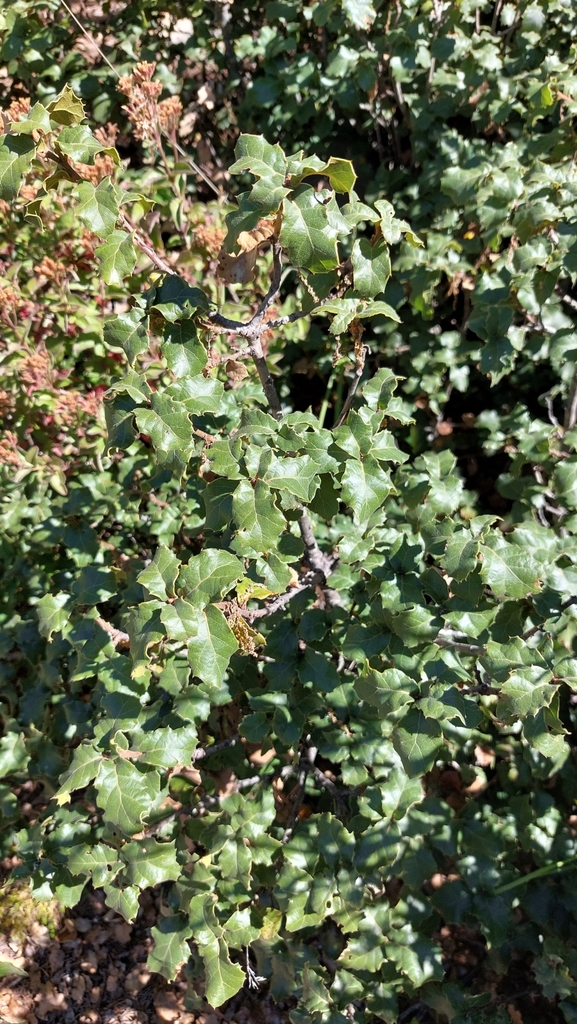 Quercus coahuilensis from 25375 Coah., México on October 31, 2021 at 11 ...