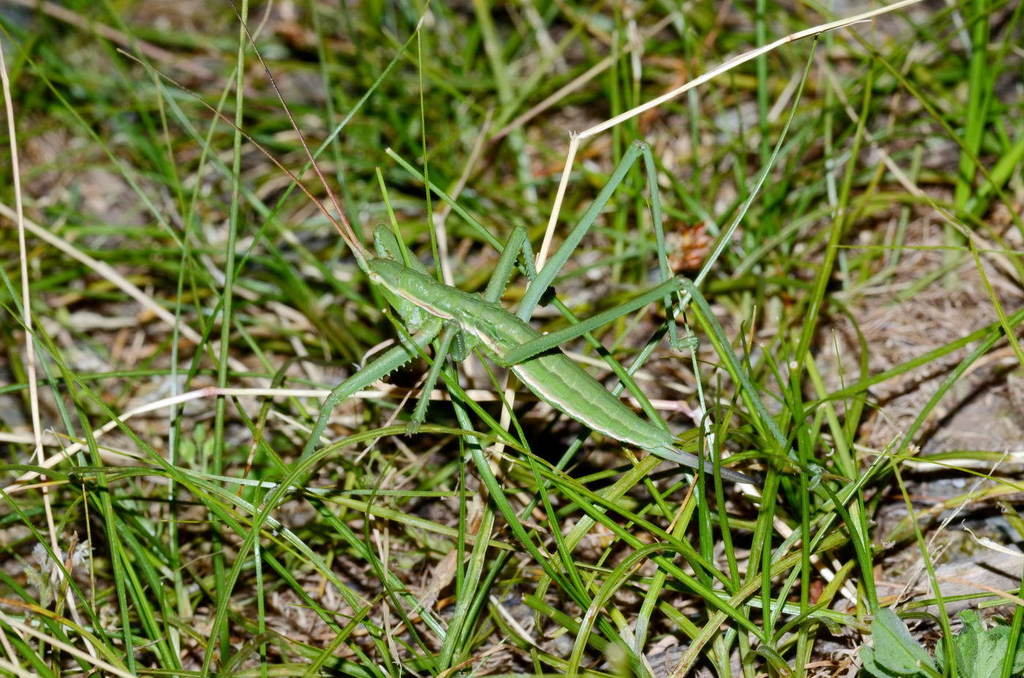 Predatory Bush-cricket from Aksuskiy, KZ-AA, KZ on May 31, 2016 at 04: ...