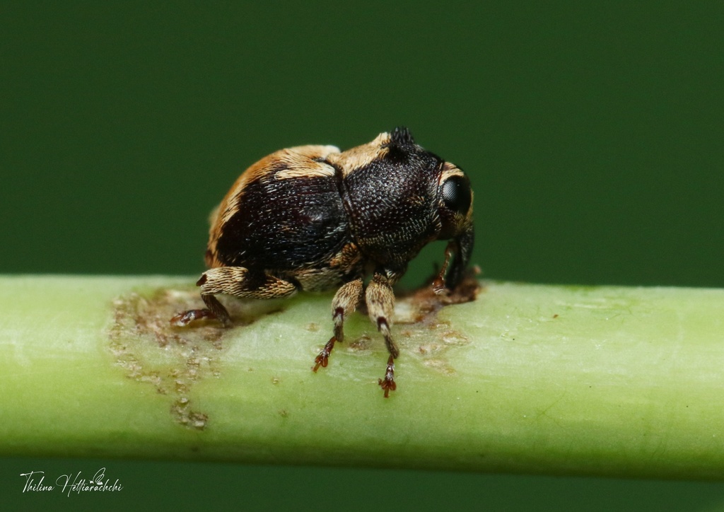 Conoderinae from Kurunegala, Sri Lanka on June 13, 2021 at 12:02 PM by ...