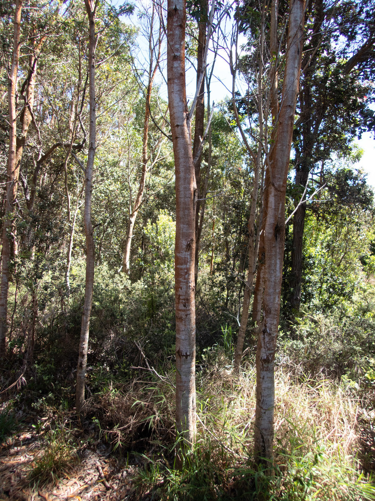 Koa (Acacia koa) - Botanical Realm