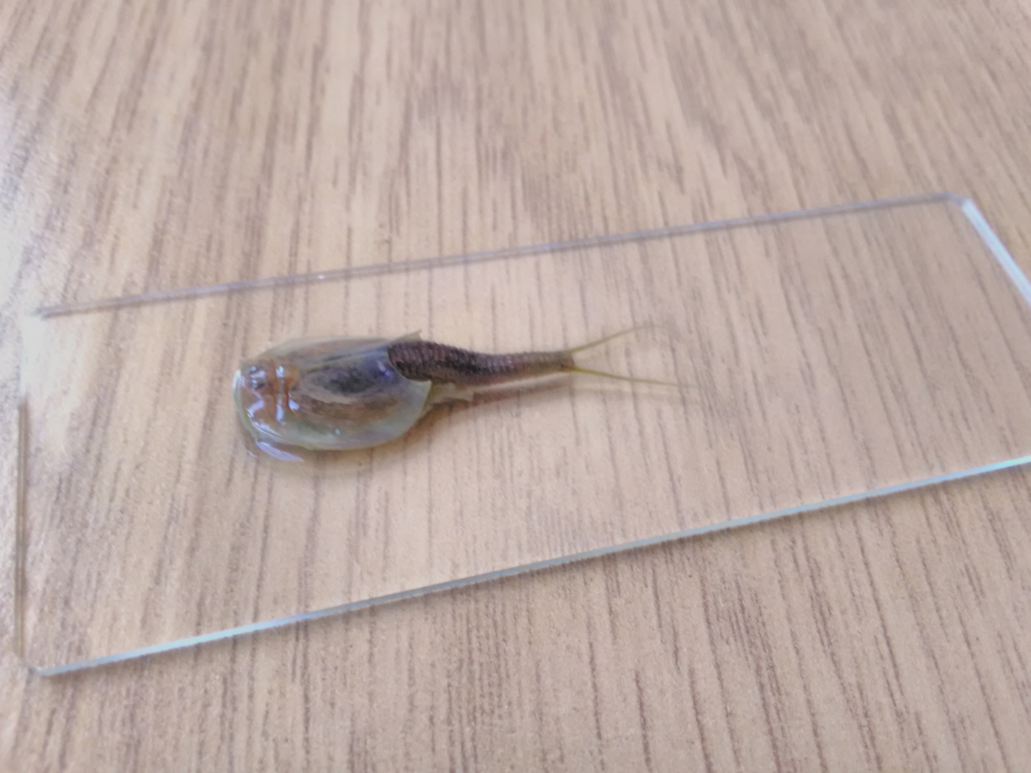 Triops granarius (Lucas, 1864)