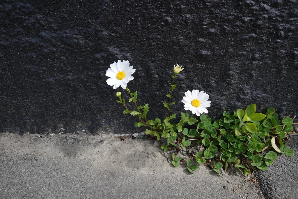 mini-marguerite from Christchurch including Banks Peninsula, Canterbury ...