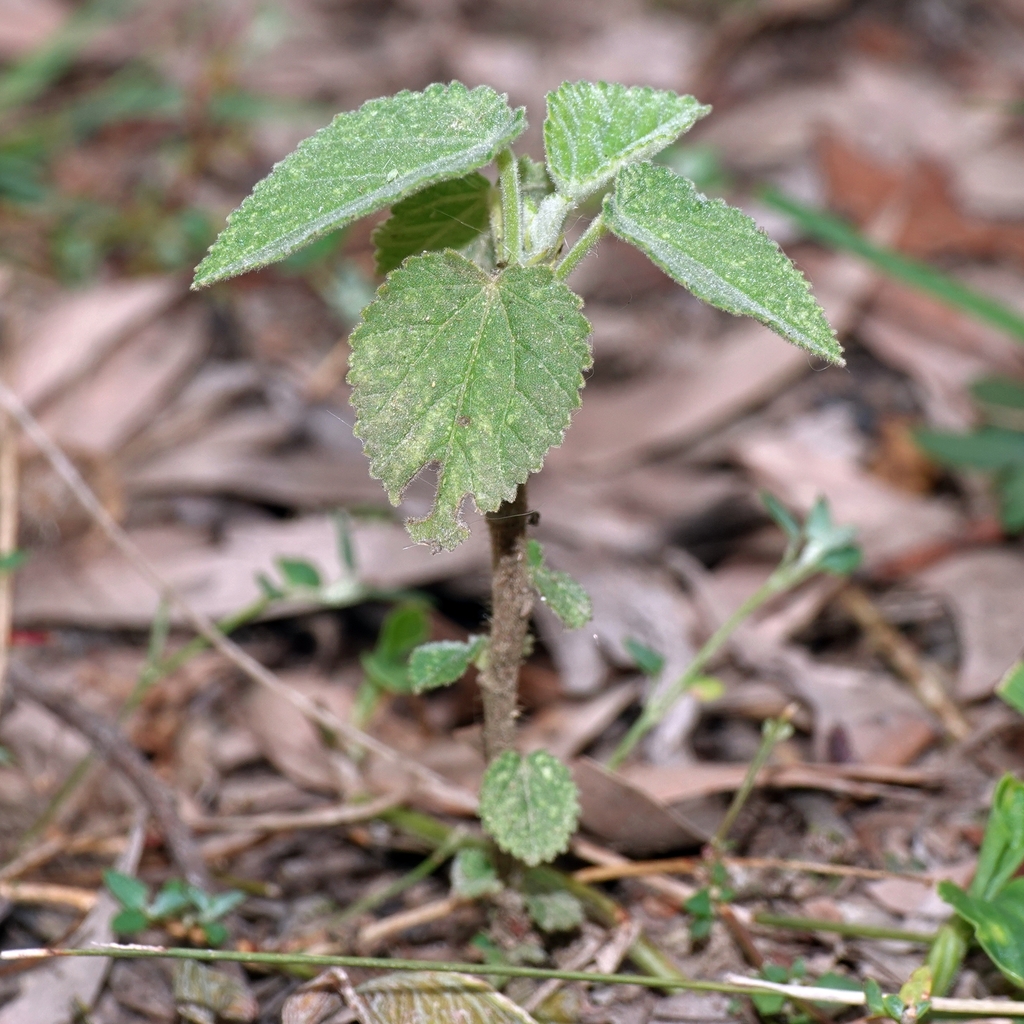flannel weed in October 2021 by SG Dickinson · iNaturalist