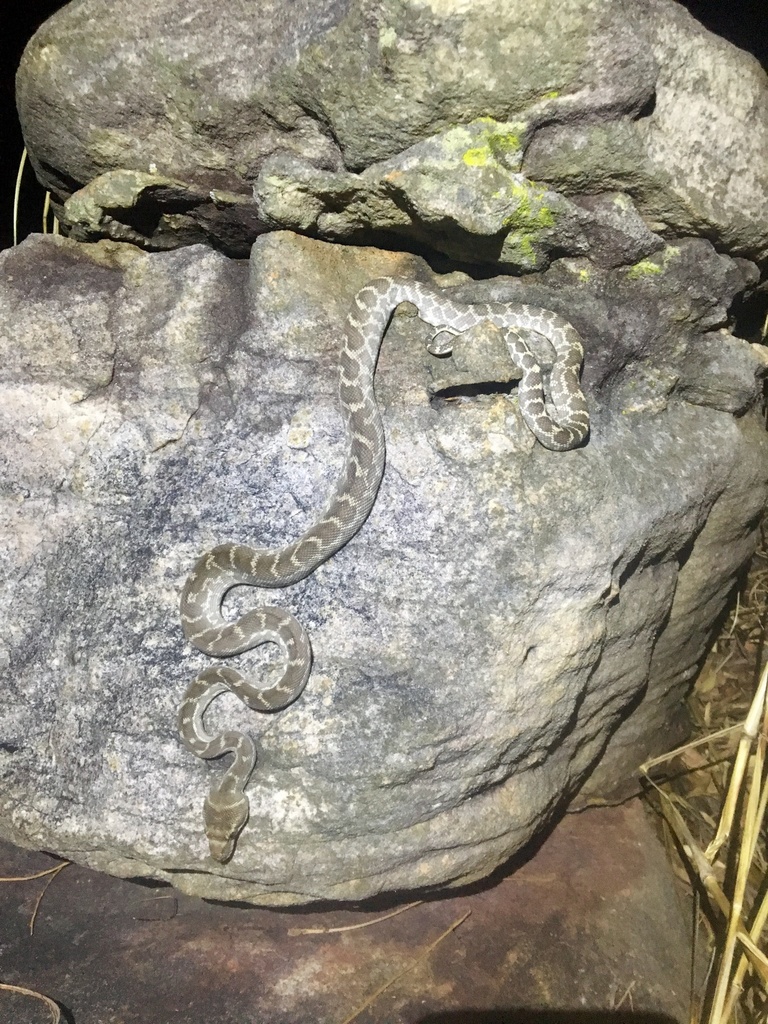 Rough-scaled Python in October 2017 by Chris Jolly · iNaturalist