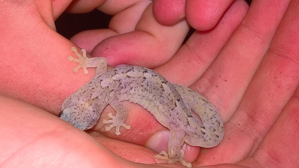 Southern Marbled Gecko from Perth WA, Australia on November 1, 2021 at ...