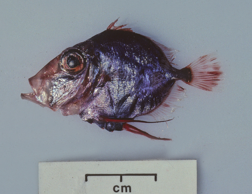 Little Dory (Cyttopsis cypho) - Marine Life Identification