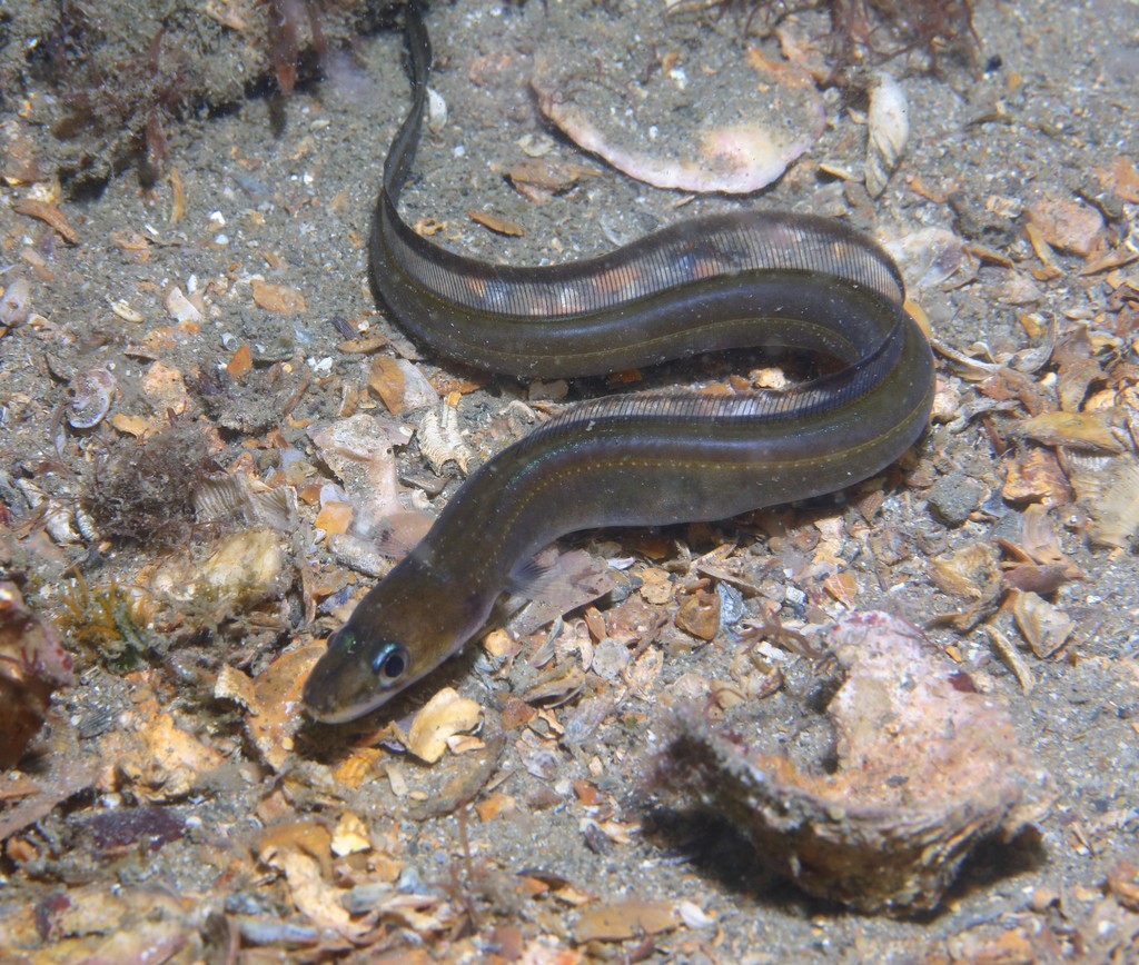 Cape Conger (Fishes of Clifton Gardens, Sydney, Australia) · iNaturalist