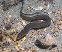 Fishes of Chowder Bay, Sydney, Australia · iNaturalist