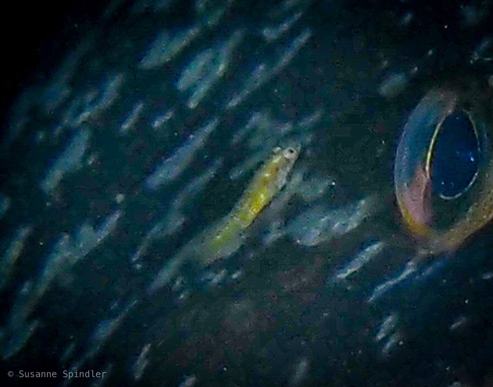 Diplecogaster Fraser-Brunner, 1938