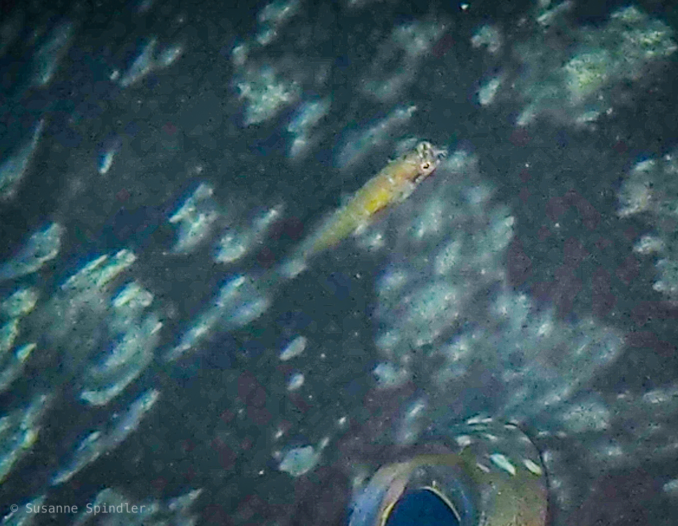 Diplecogaster Fraser-Brunner, 1938