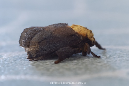 Narosoideus vulpina · iNaturalist