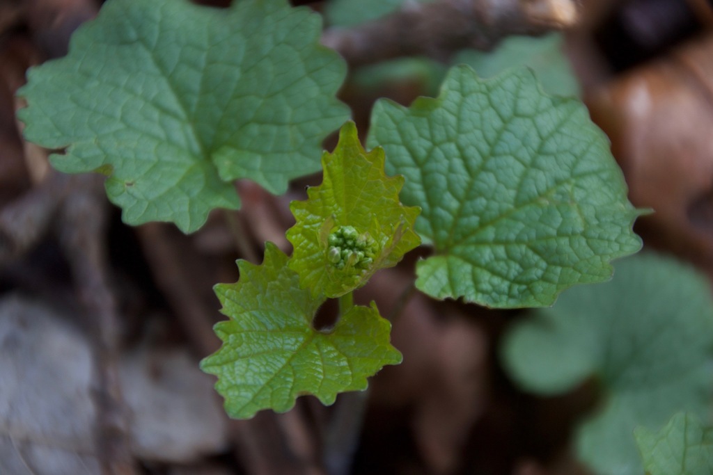 garlic mustard (Invasive Plants of South Mountain Reservation ...