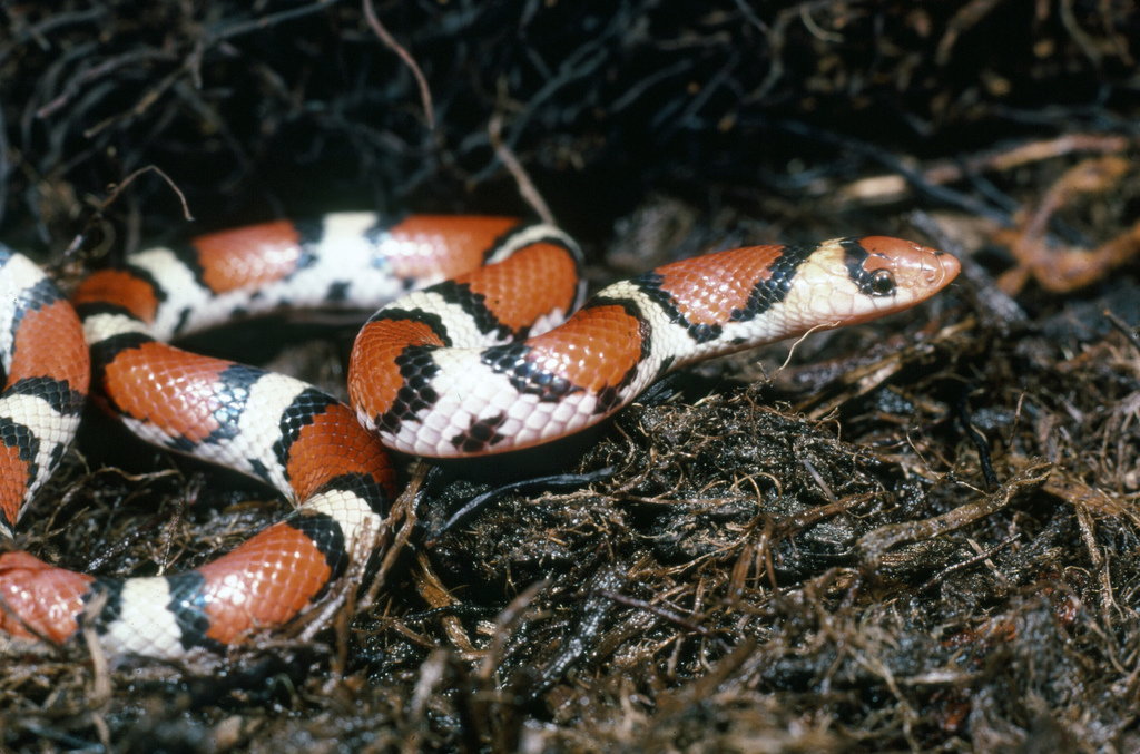 Scarletsnake (Cemophora coccinea) - Snakes and Lizards