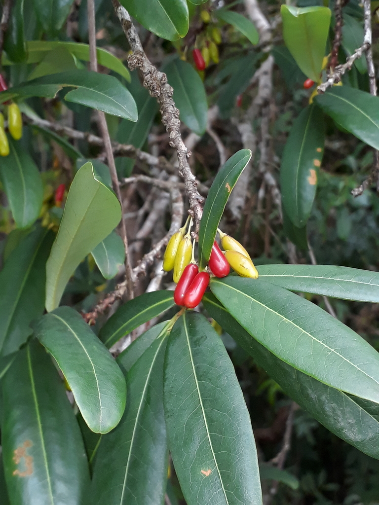 coca family (Erythroxylaceae) - Botanical Realm