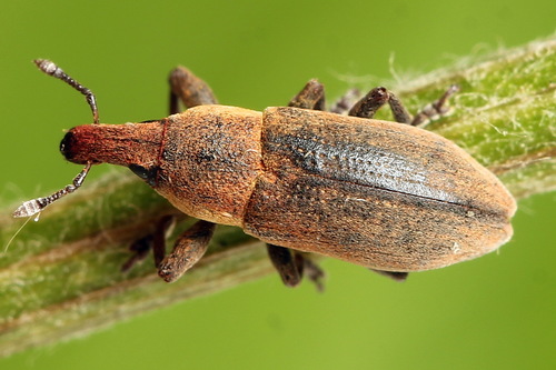 Lixus angustus · iNaturalist United Kingdom