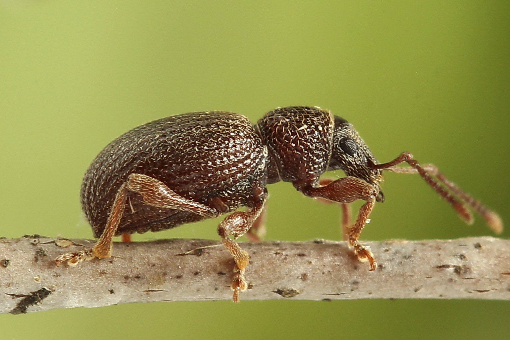 Strawberry Weevil Otiorhynchus Ovatus Pictures, Strawberry Root Weevil